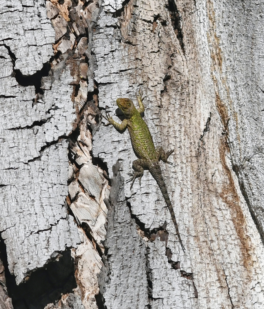 Bocourt’s Emerald Lizard from Antigua Finca San Buenaventura ...