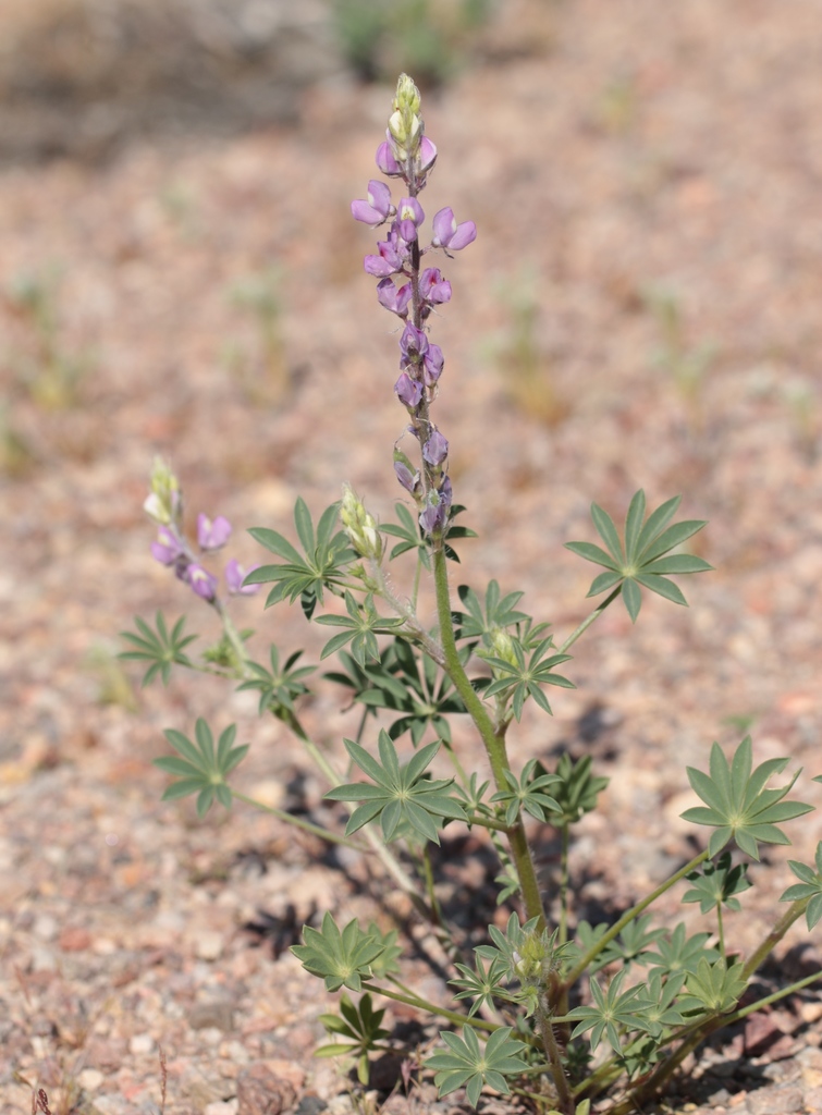 Arizona Lupine (Plants of Lake Mead National Recreation Area) · iNaturalist