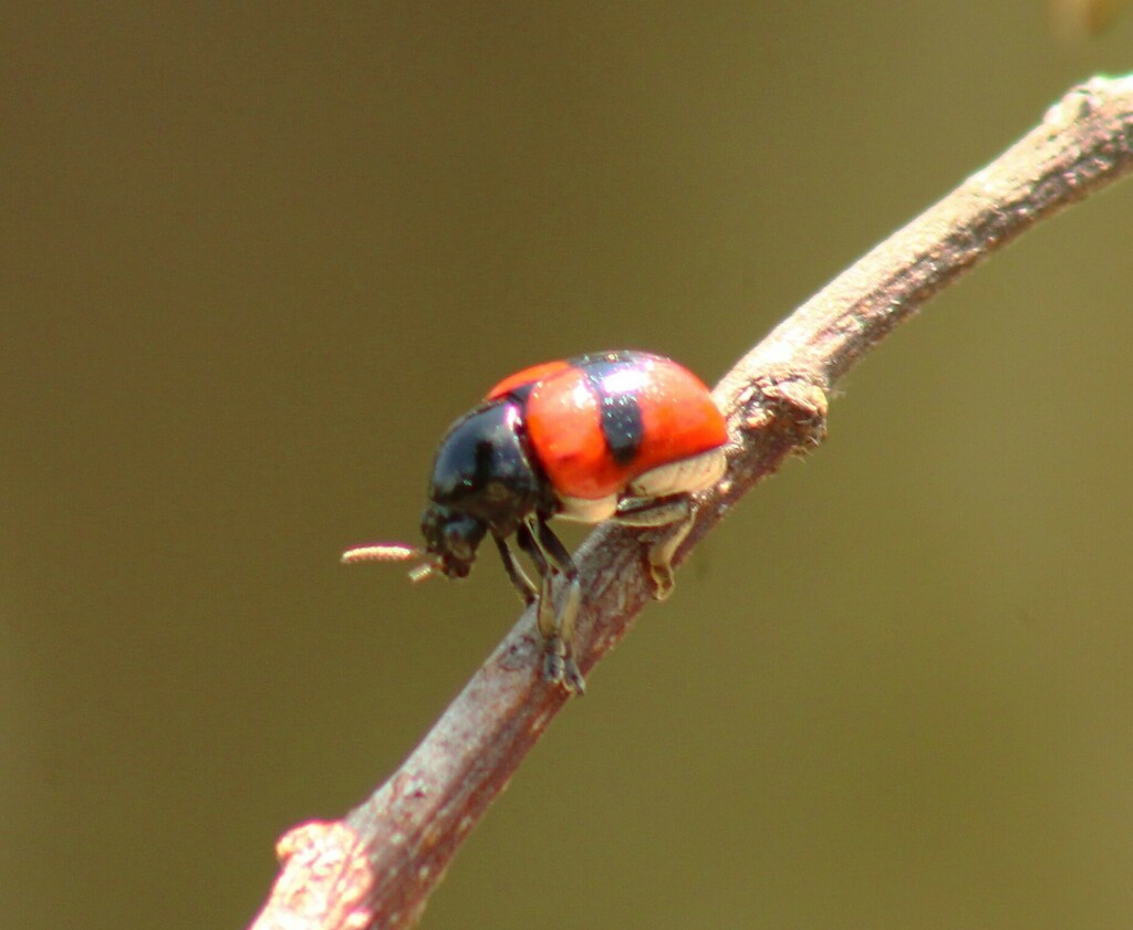 Urodera from Zapopan, Jal., México on August 13, 2023 at 01:41 PM by ...