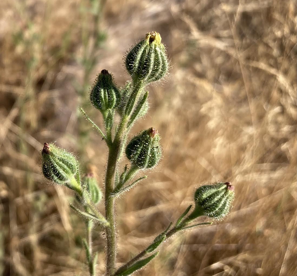 coast tarweed from Linn County, OR, USA on July 27, 2023 at 05:04 PM by ...