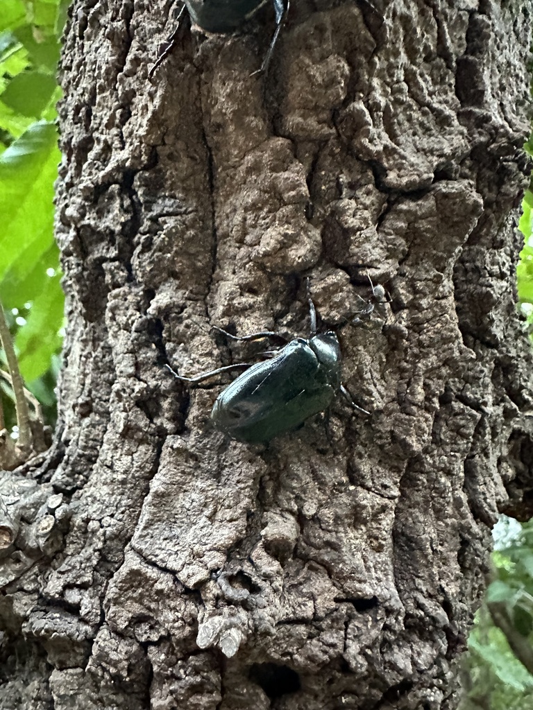Black Drone Beetle in August 2023 by Yoshihiro Tokue · iNaturalist