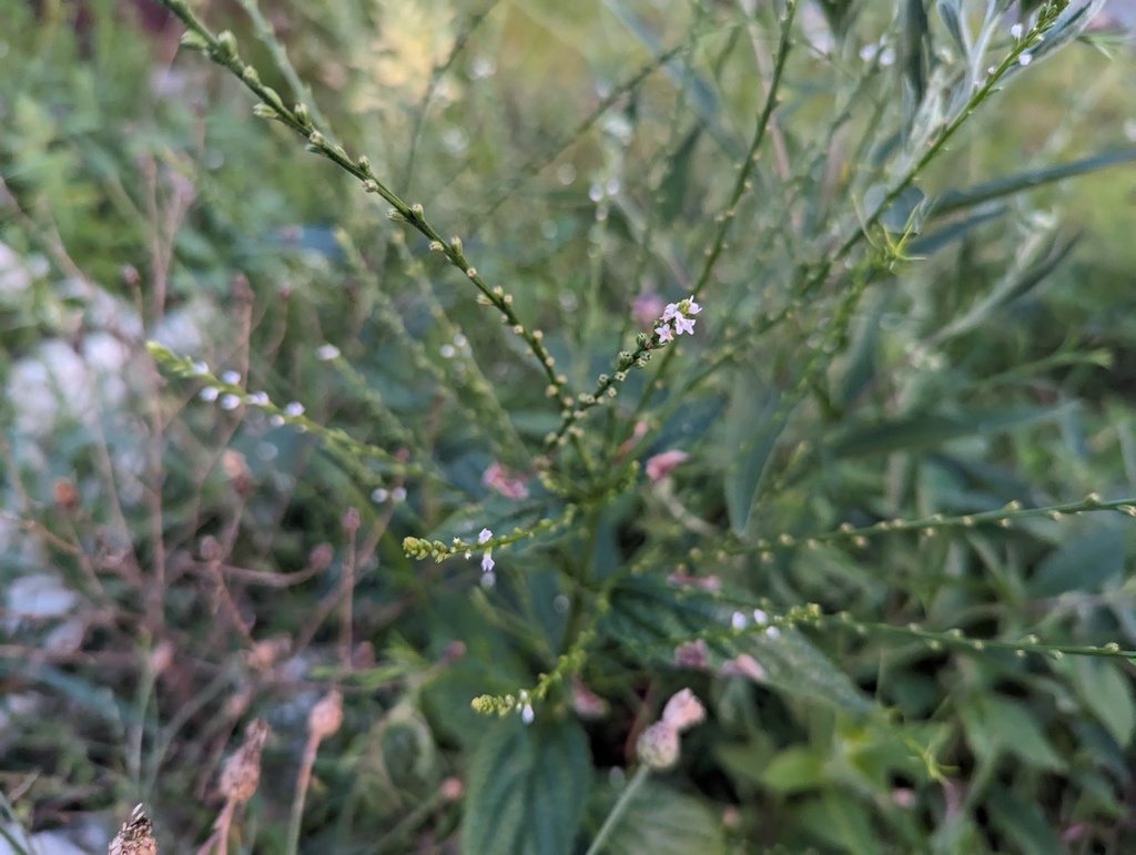 white vervain in August 2023 by Ryan Sorrells · iNaturalist