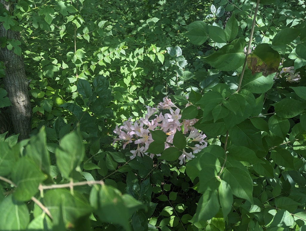 Surprise Lily in August 2023 by Ryan Sorrells · iNaturalist