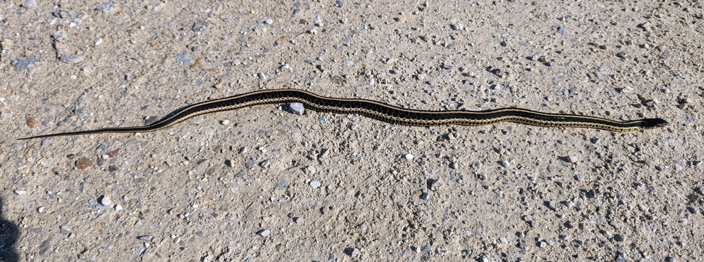 Common Garter Snake from Sherrill Township, MO, USA on August 14, 2023 ...
