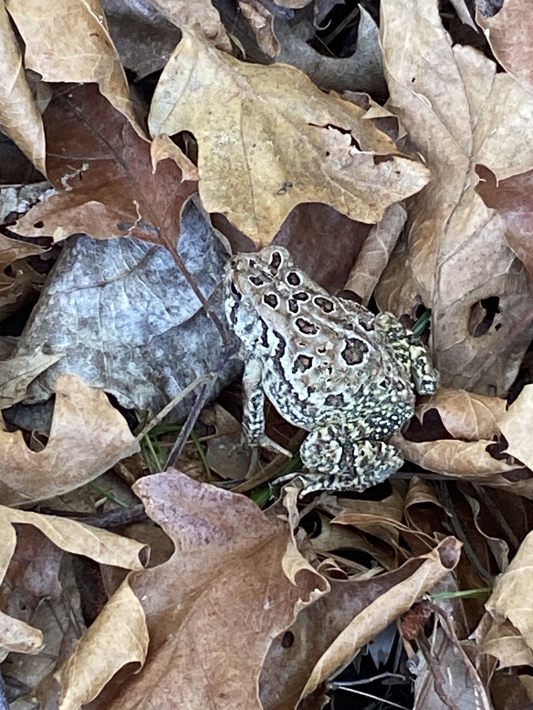 Fowler's Toad from Bay View Trail, Wellfleet, MA, US on August 14, 2023 ...