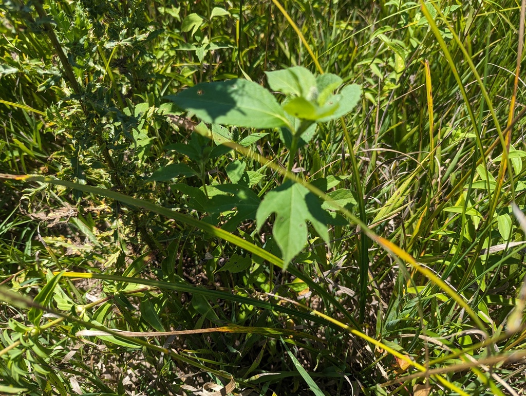 giant ragweed in August 2023 by Ryan Sorrells · iNaturalist