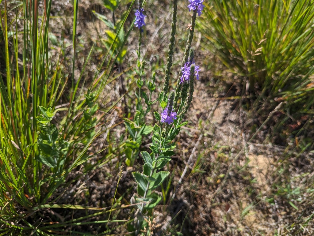 hoary vervain in August 2023 by Ryan Sorrells · iNaturalist