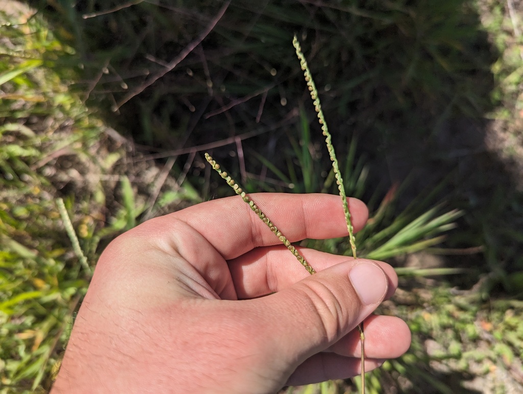 Thin Paspalum in August 2023 by Ryan Sorrells · iNaturalist