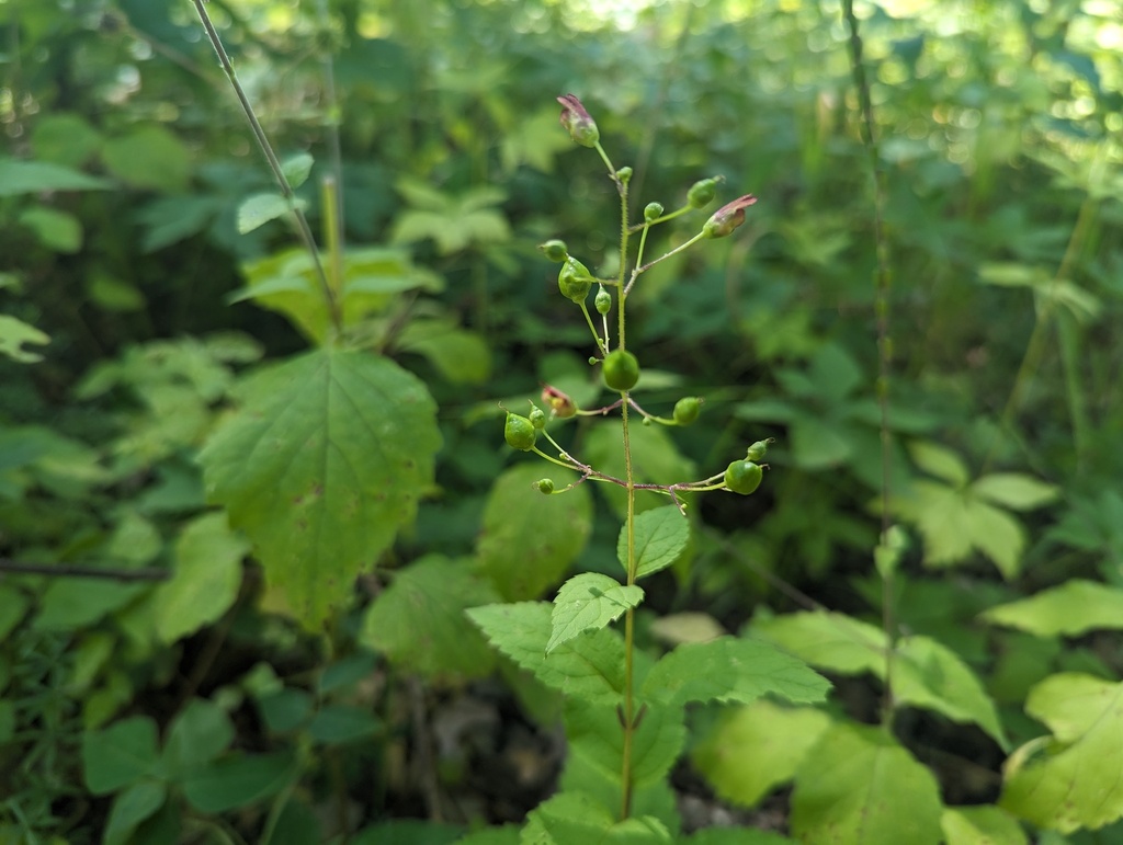 late figwort in August 2023 by Ryan Sorrells · iNaturalist