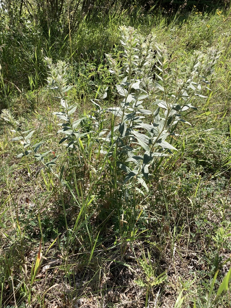 western false gromwell from Southeast Calgary, Calgary, AB, Canada on ...