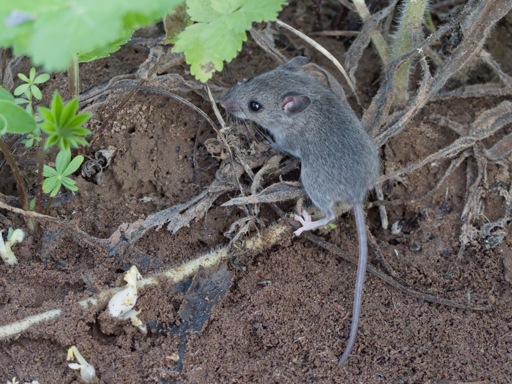 Deer Mouse from Hampton, NB, Canada on July 12, 2023 at 07:56 PM by ...