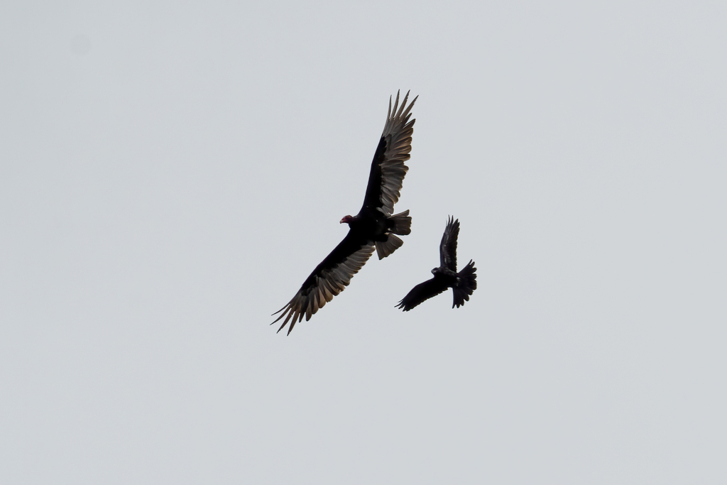 American Crow from San Francisco, CA, USA on June 23, 2023 at 10:42 AM ...