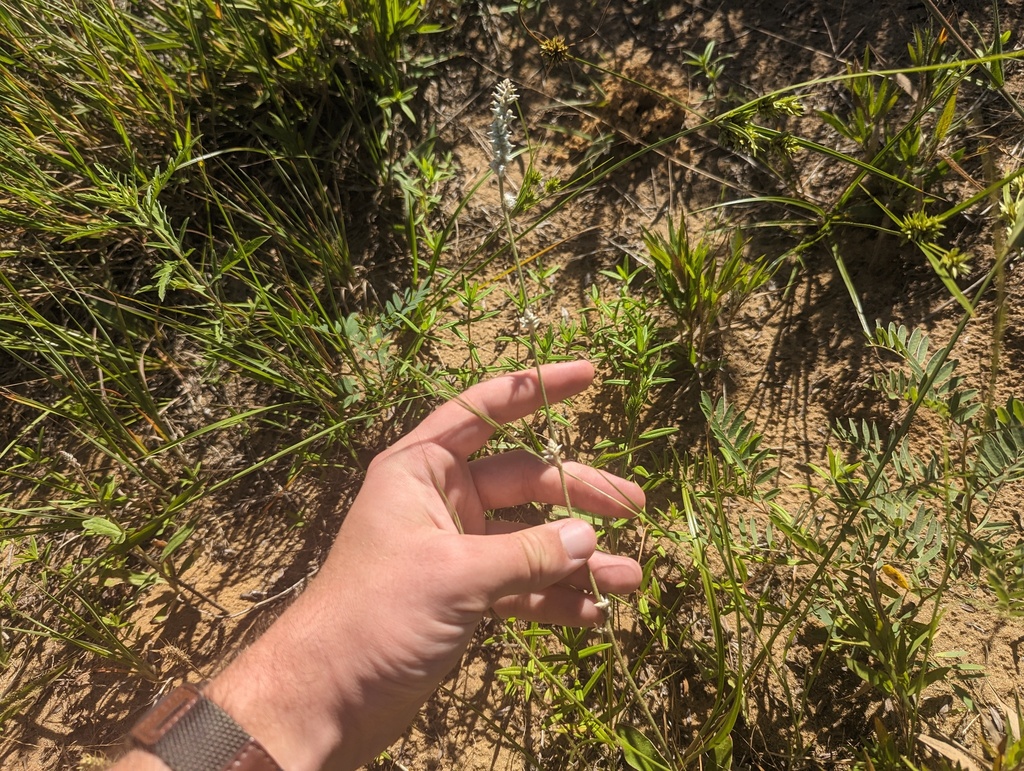 Plains Snakecotton in August 2023 by Ryan Sorrells · iNaturalist