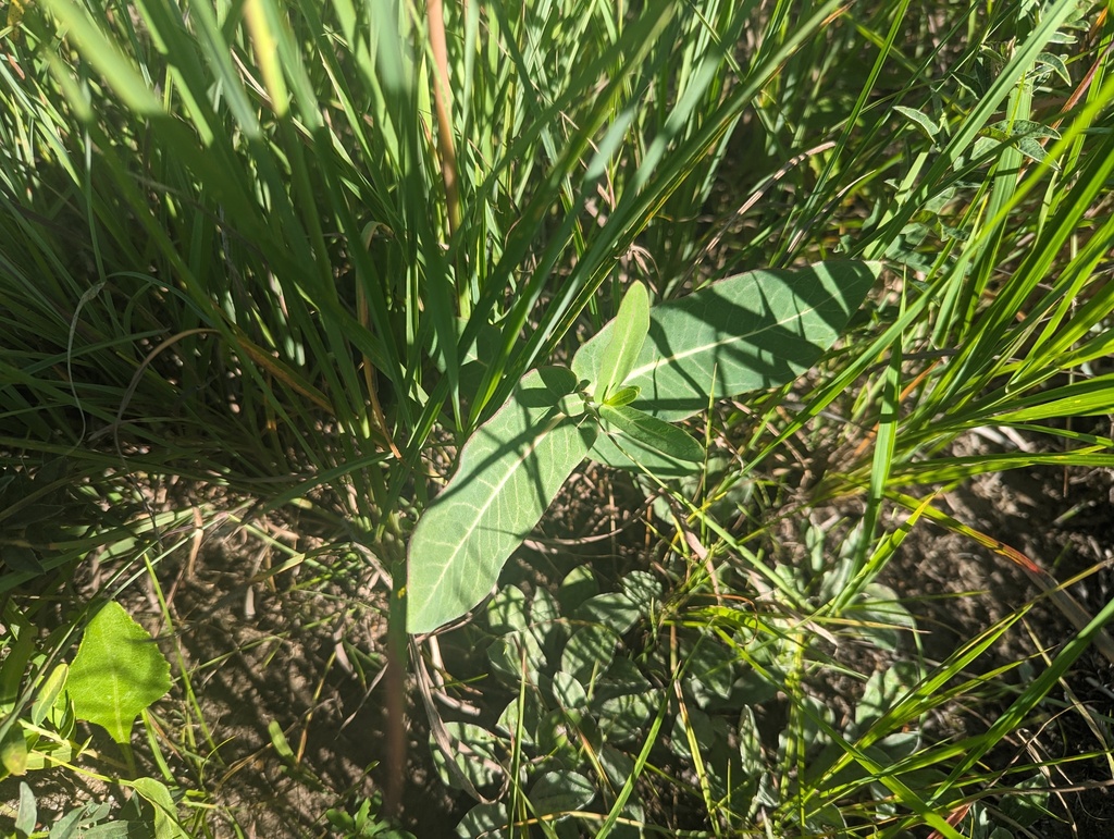 clasping milkweed in August 2023 by Ryan Sorrells · iNaturalist