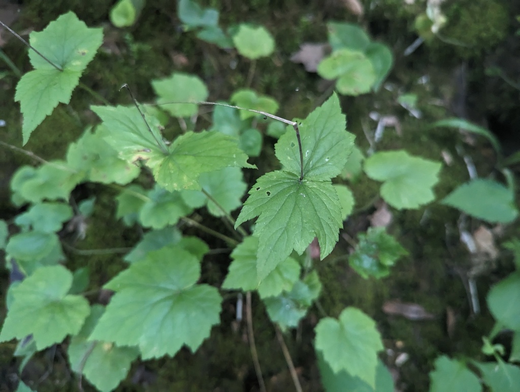 twoleaf miterwort in August 2023 by Ryan Sorrells · iNaturalist