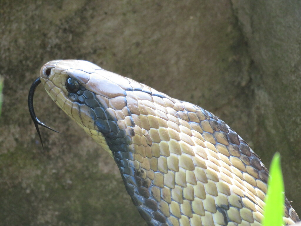 False Water Cobra from Libertad, Chaco on April 29, 2023 at 12:52 PM by ...