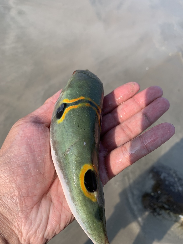 Ocellated Puffer from 西灣, 新界, HK on October 29, 2021 at 03:30 PM by ...