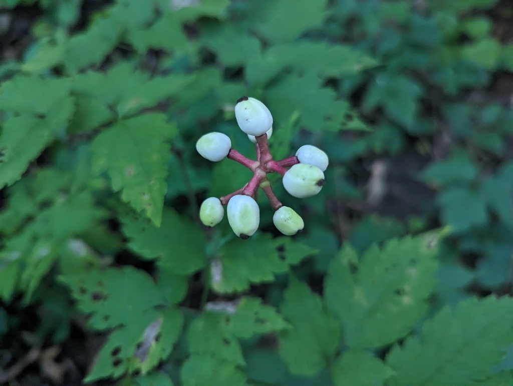 white-fruited white baneberry in August 2023 by Ryan Sorrells · iNaturalist