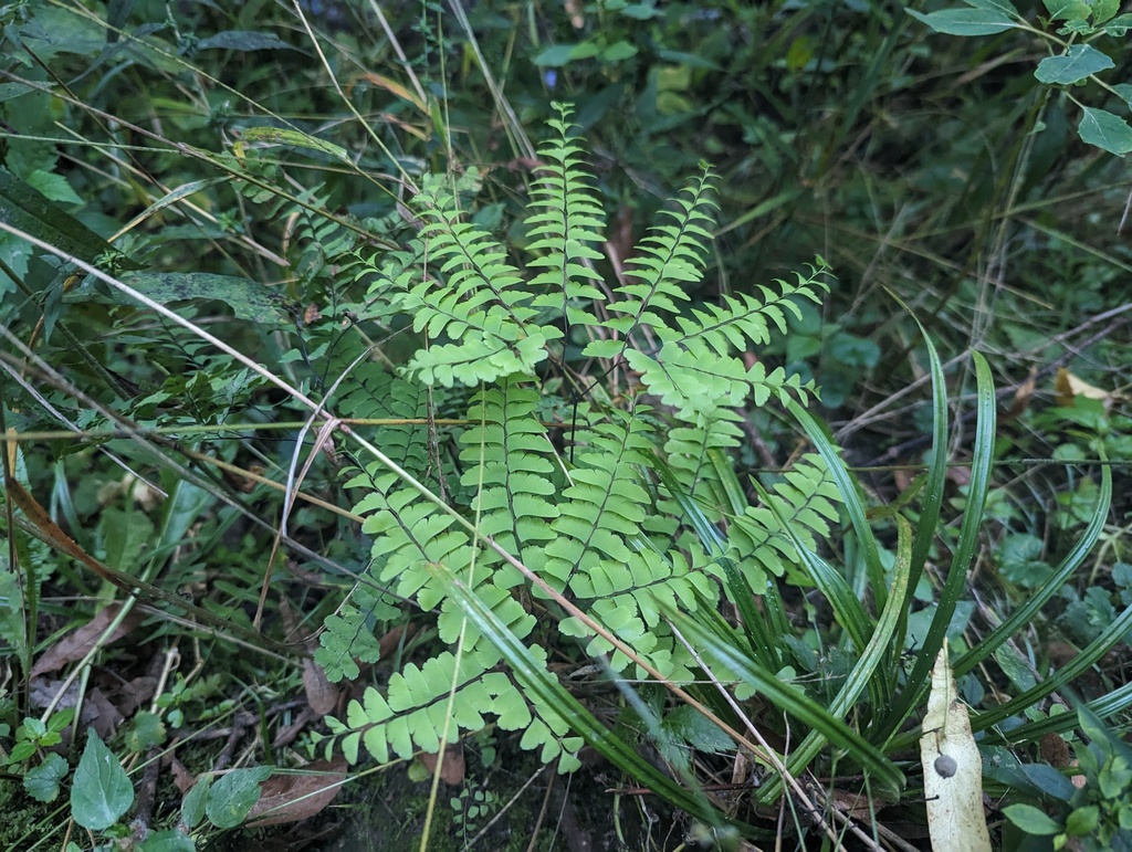 northern maidenhair fern in August 2023 by Ryan Sorrells · iNaturalist