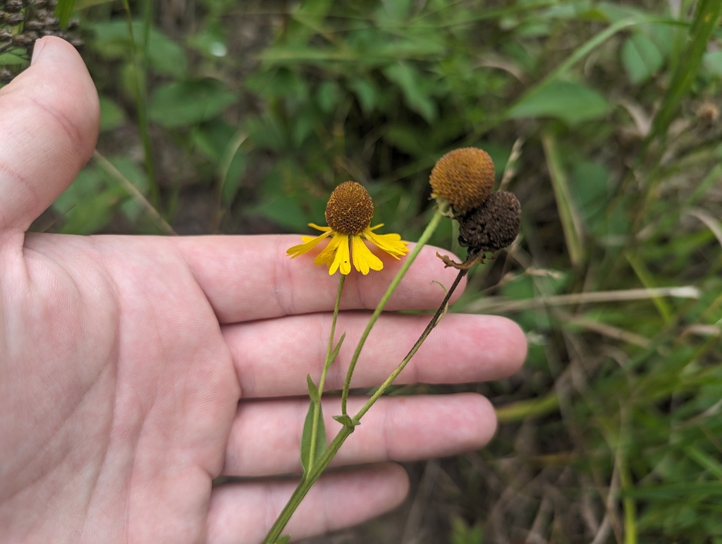 Southern Sneezeweed in August 2023 by Ryan Sorrells · iNaturalist