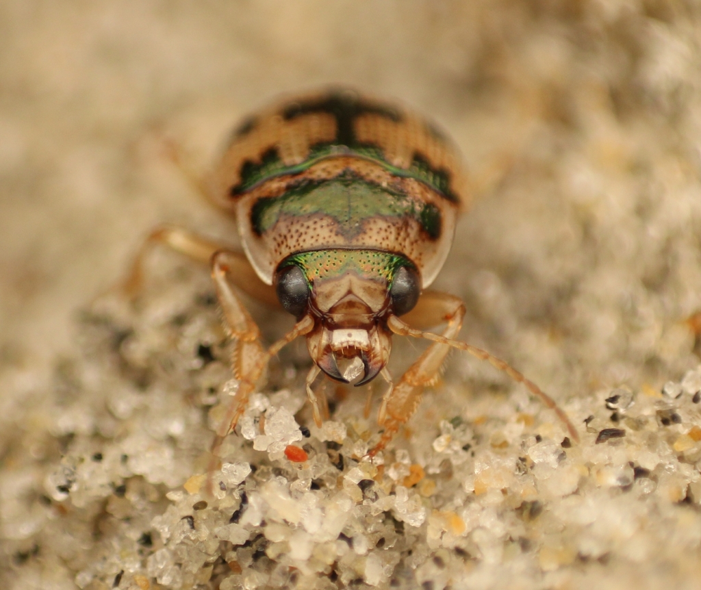 Toothed Round Sand Beetle from Location: 32.941932, -117.262597 on ...