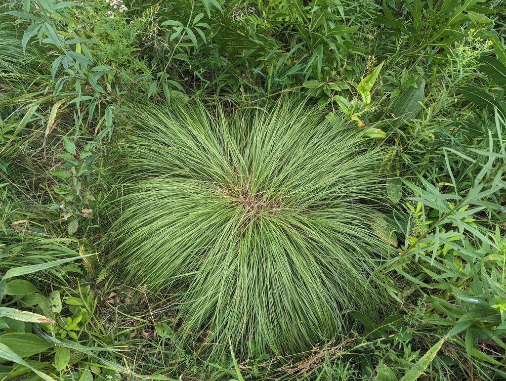 prairie dropseed in August 2023 by Ryan Sorrells · iNaturalist