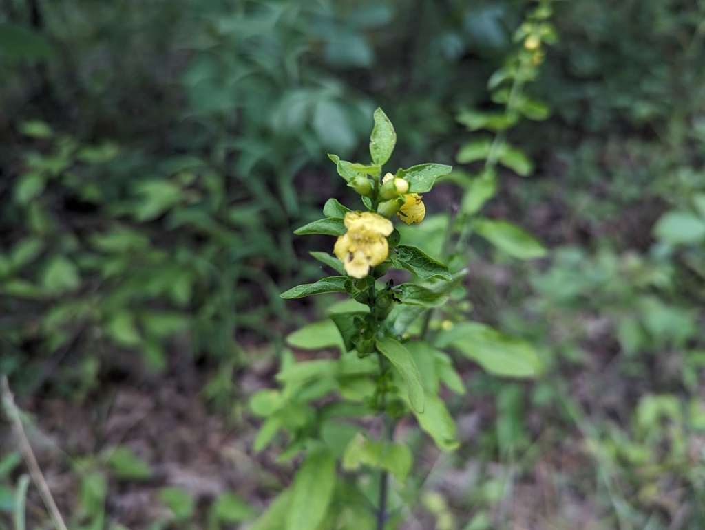 mullein foxglove in August 2023 by Ryan Sorrells · iNaturalist