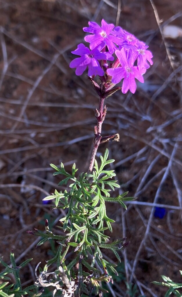 South American mock vervain from St George, Queensland, Australia on ...