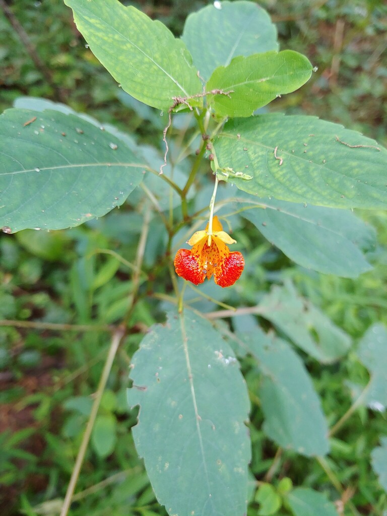 common jewelweed from Morningside-Lenox Park, Atlanta, GA, USA on ...