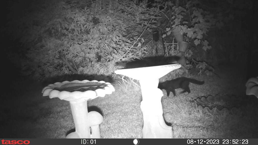 Domestic Cat from Benbrook, TX, USA on August 12, 2023 at 11:52 PM by ...