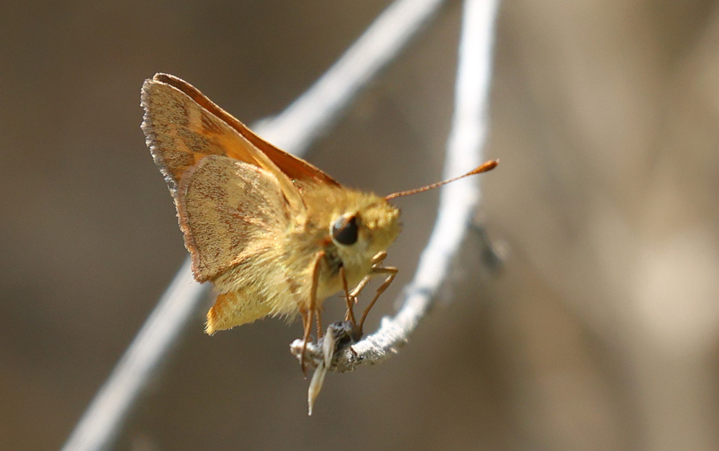 Woodland Skipper from Camino Del Rey, Bonsall, CA on July 30, 2023 at ...