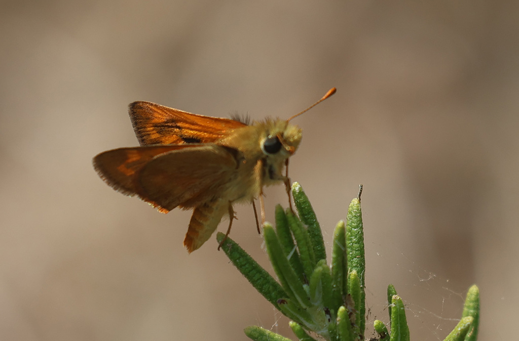 Woodland Skipper from Camino Del Rey, Bonsall, CA on July 30, 2023 at ...