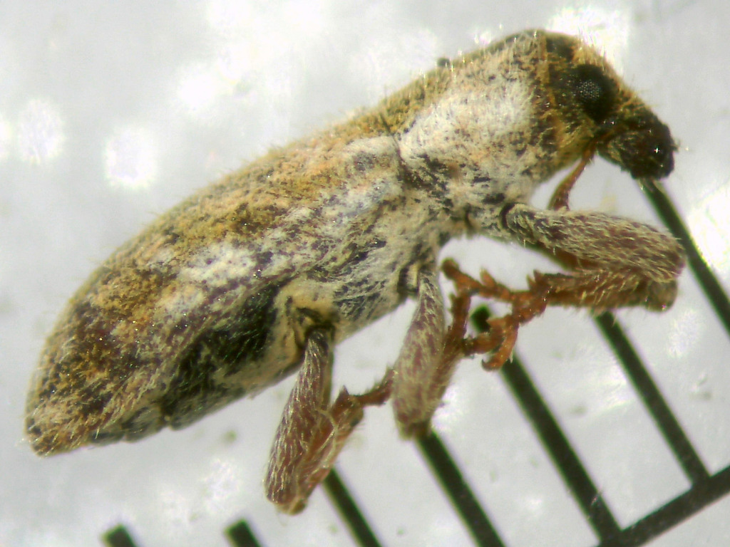 Puncture vine stem weevil from Pima County, AZ, USA on August 10, 2023 ...