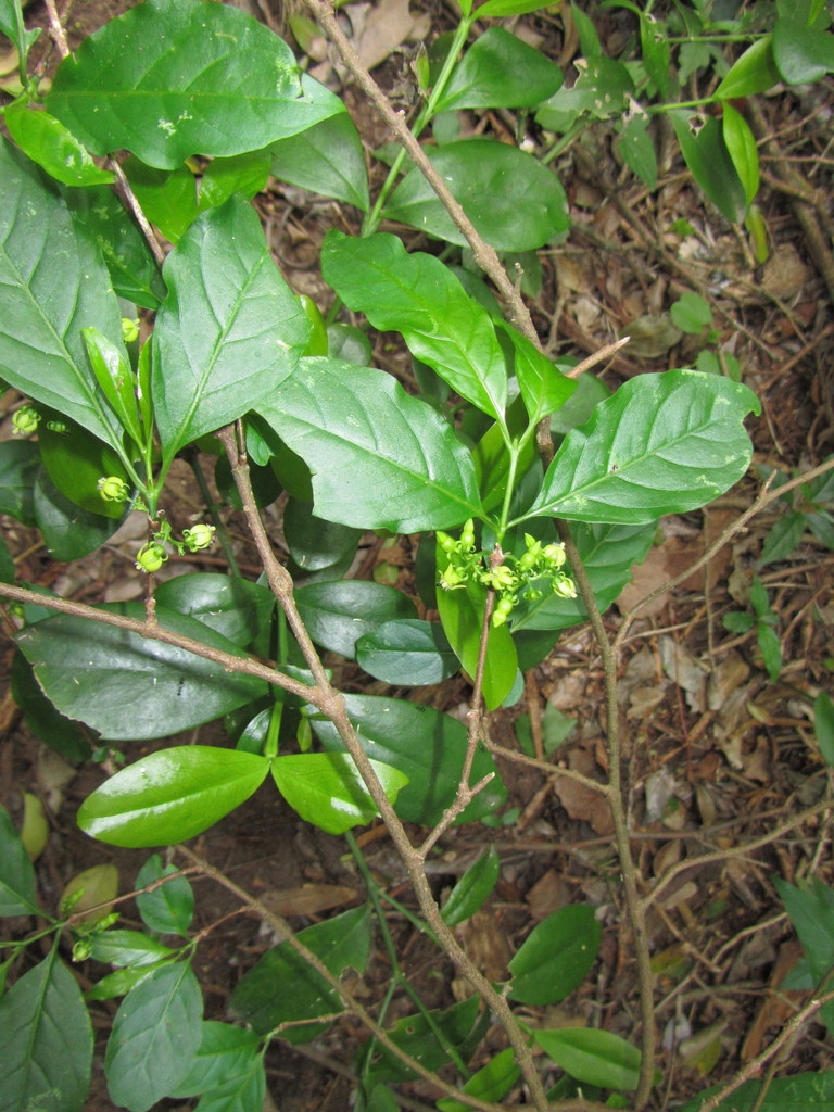 Antheap Wild-Medlar from M4, Hillhead on October 7, 2012 by berthapi2 ...