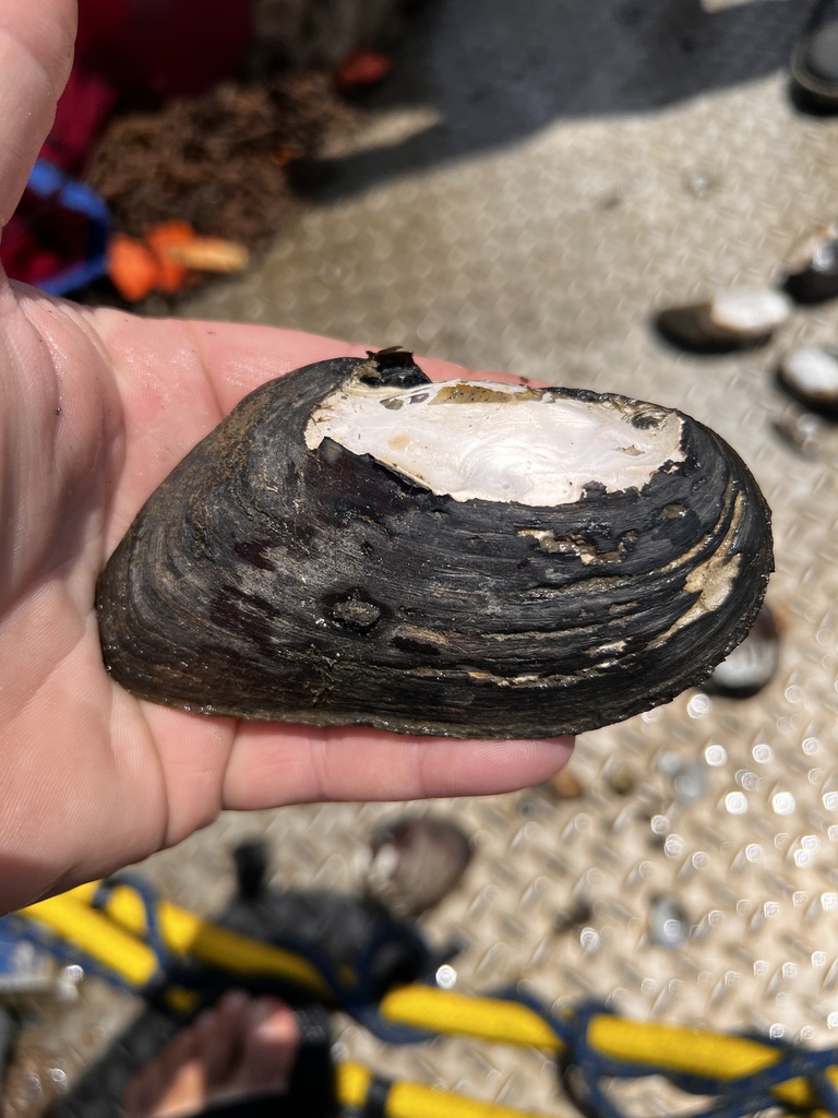 Elephantear from Alabama River, Alberta, AL, US on August 9, 2023 at 12 ...