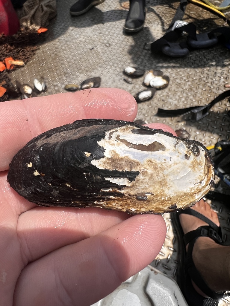 Delicate Spike from Alabama River, Alberta, AL, US on August 9, 2023 at ...