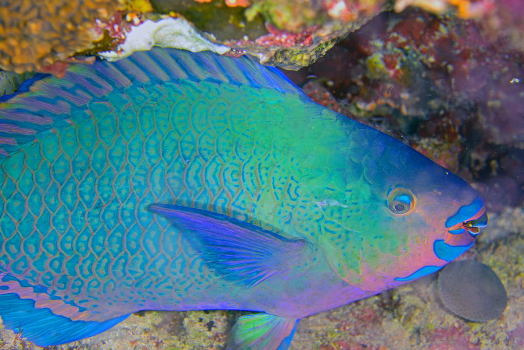 Mini-fin Parrotfish from Cook, QLD, Australia on November 12, 2016 at ...