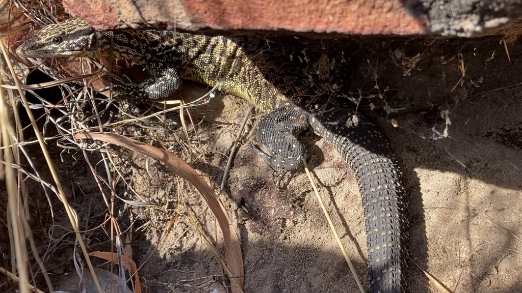 Black-spotted Ridge-tailed Monitor from Kakadu National Park, Kakadu ...