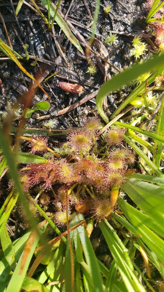 round-leaved sundew from Nevada County, CA, USA on August 12, 2023 at ...