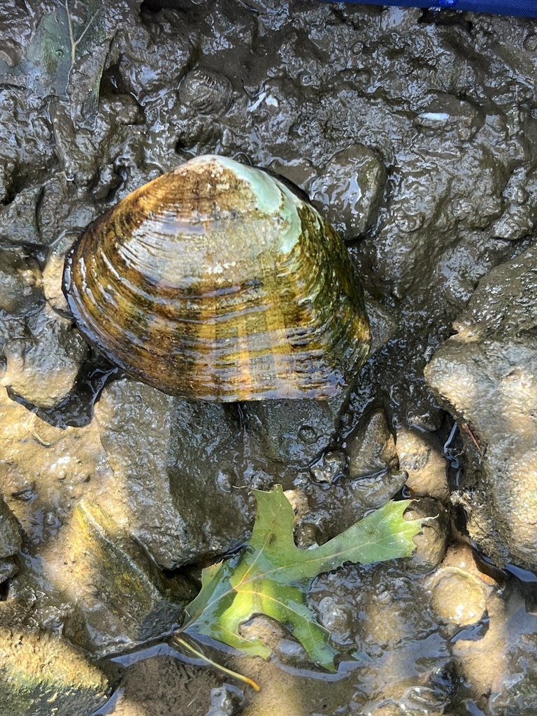 Western Fanshell in July 2023 by Alex Franzen. Observed with proper ...