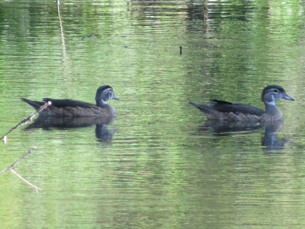 Wood Duck from Tarrant County, TX, USA on August 13, 2023 at 09:35 AM ...