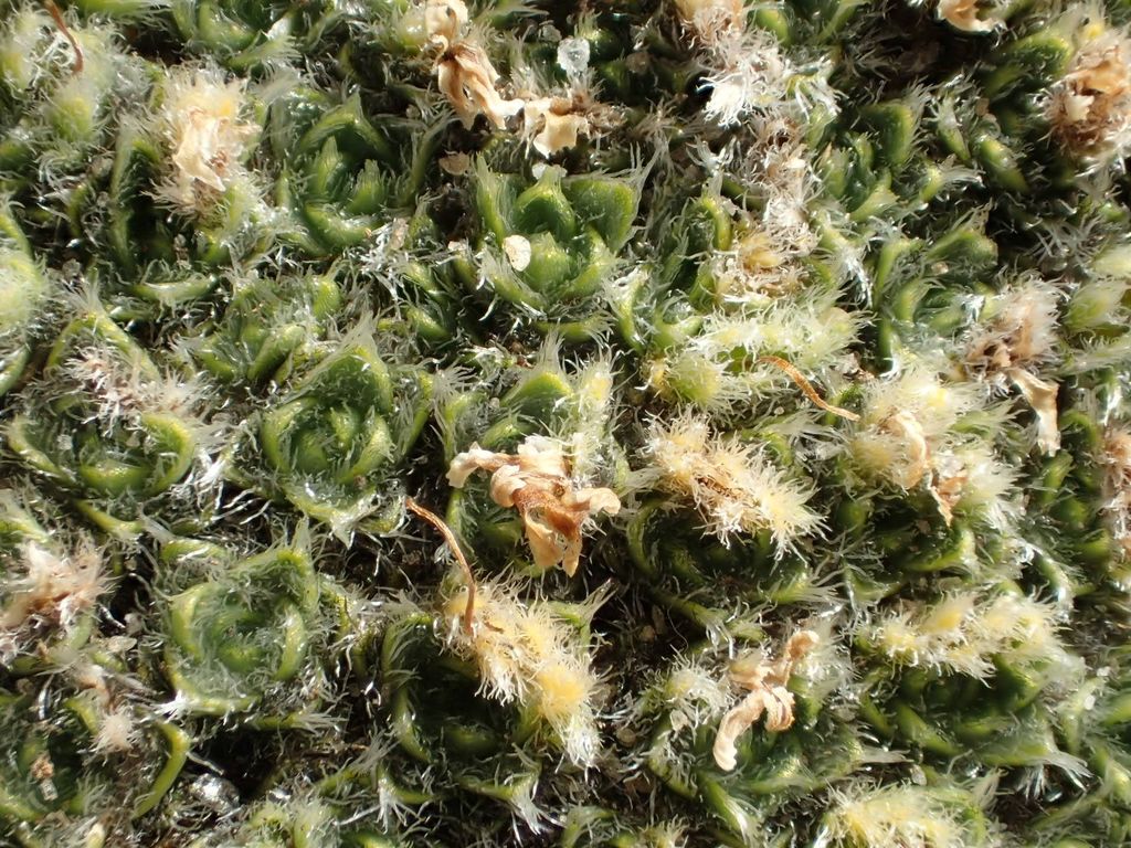 Veronica thomsonii from Treble Cone 9381, New Zealand on January 30 ...