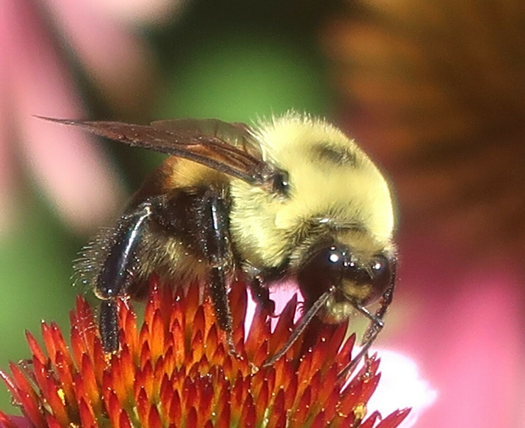 Brown-belted Bumble Bee from St. Catharines, ON, Canada on August 11 ...
