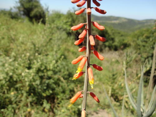 Red Fence Aloe (Variety Aloiampelos tenuior rubriflora) · iNaturalist