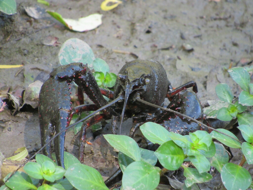 Red Swamp Crayfish in August 2023 by Chris Acree · iNaturalist