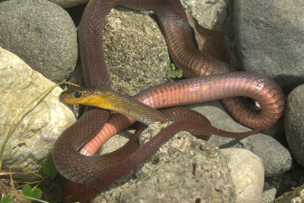 Reddish Rat Snake from Pugad, Payasan, Lianga, Surigao del Sur ...