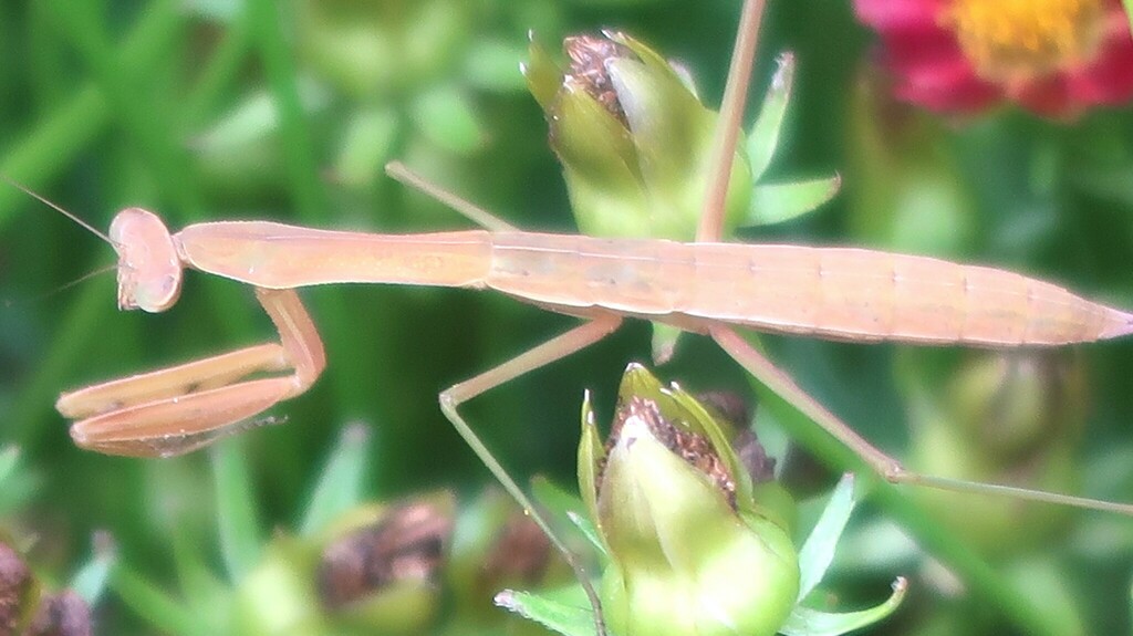Chinese Mantis from St. Catharines, ON, Canada on August 12, 2023 at 09 ...