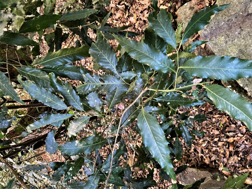 Beetroot tree from O'Reilly area and Lamington National Park ...