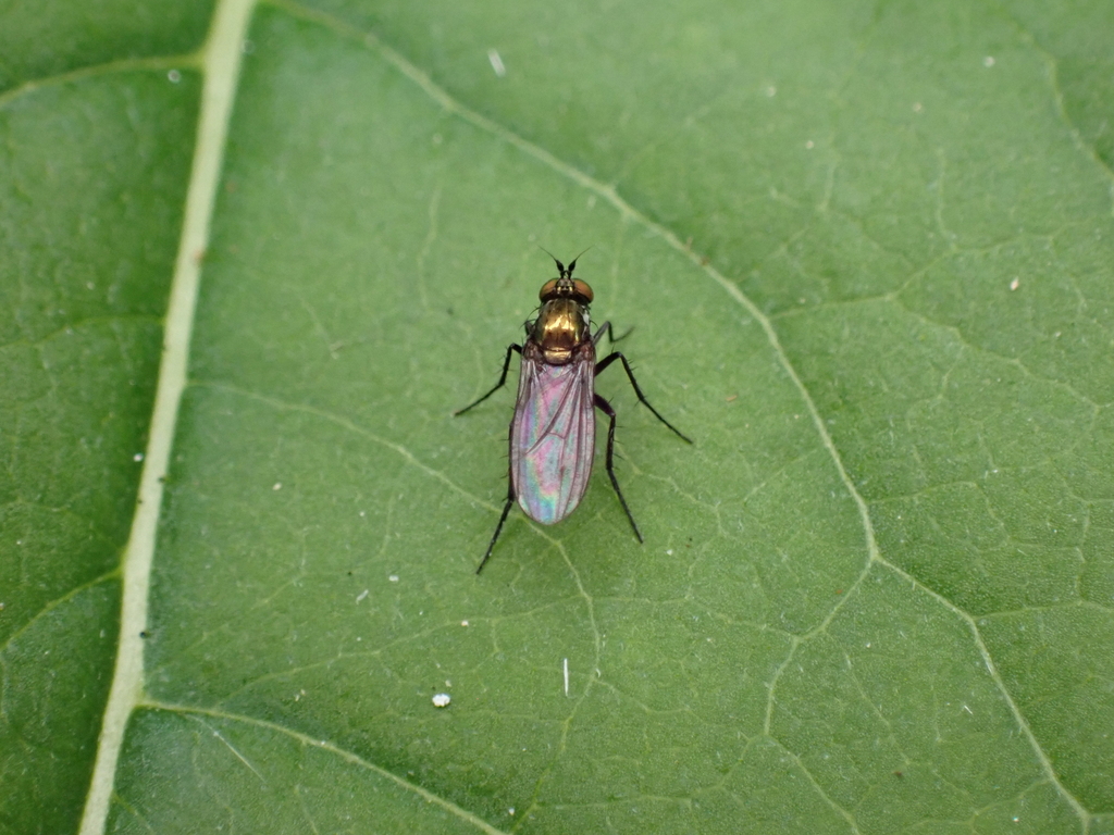 Long-legged Flies in July 2023 by distinguished_orca · iNaturalist
