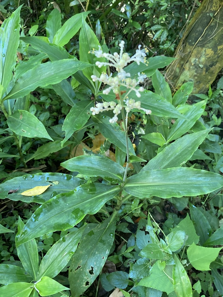 Pollia from 台灣新竹縣 on August 13, 2023 at 09:45 AM by Helen Lin · iNaturalist